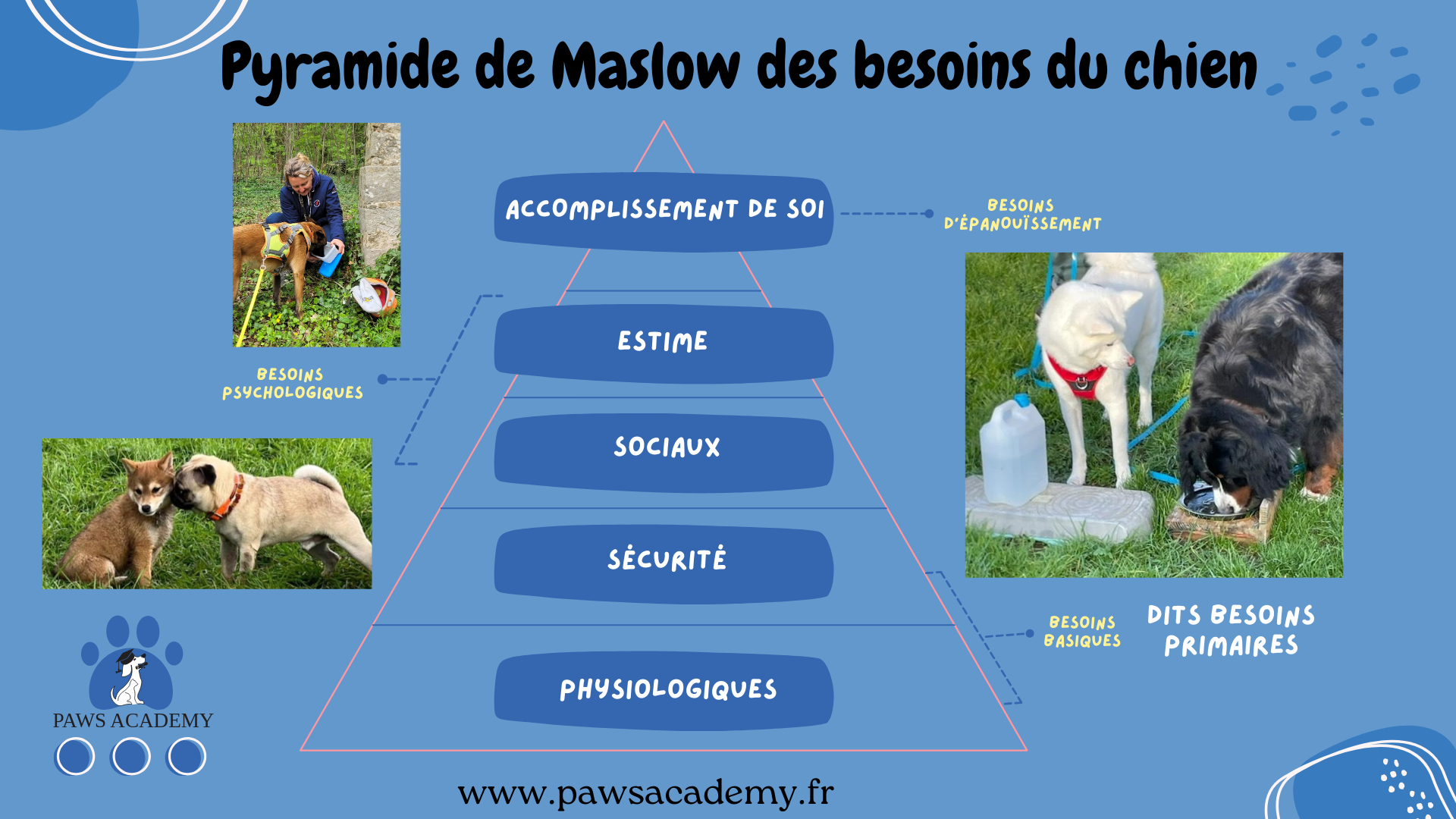 Quels sont les besoins du chien et du chiot ? - Paws Academy